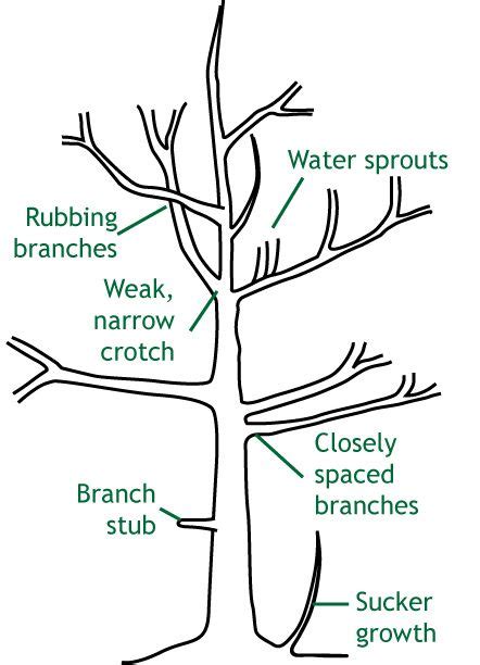 Pruning Tips For New Gardeners Trees Shrubs And Vines Artofit
