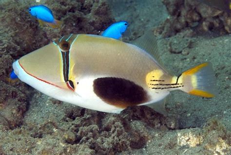 Bursa Triggerfish Rhinecanthus Verrucosus Saltwater Fish For Sale
