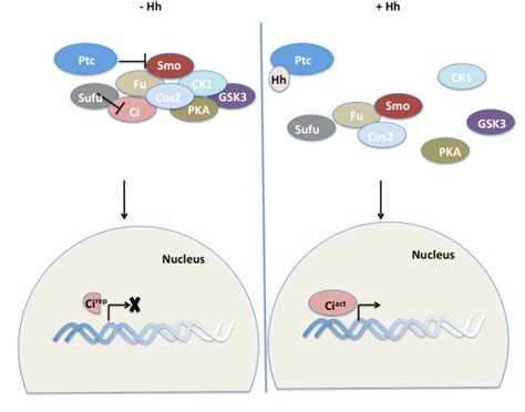Figure 1 1 From Compartment Specific Clone Generation Semantic Scholar