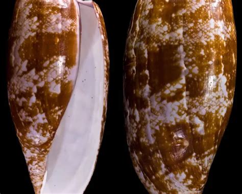 Conus Geographus Facts Diet Habitat And Pictures On Animaliabio