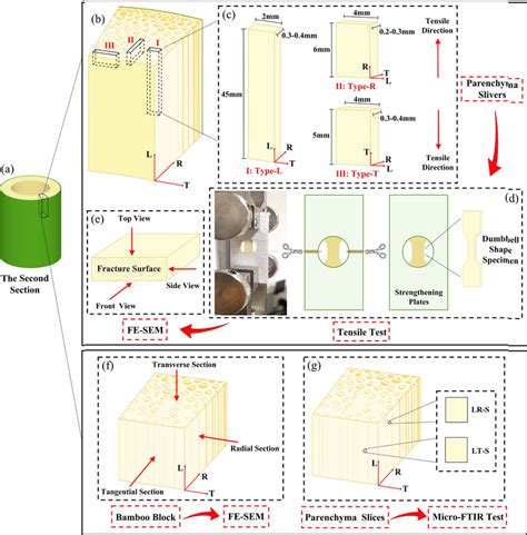 Sample Preparation And Characterization A The Second Bamboo Internode