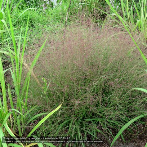 Maryland Native Grasses Ecological And Ornamental Grasses Of Maryland