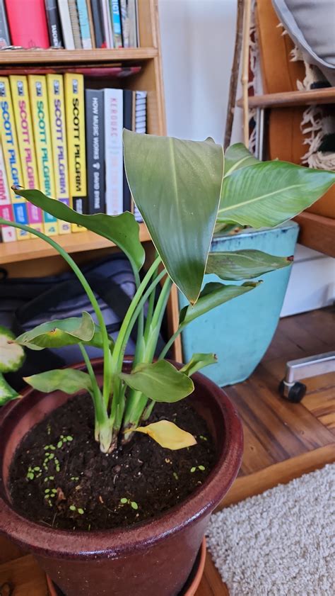 Blackened Stems After Reporting Bird Of Paradise Rhouseplants