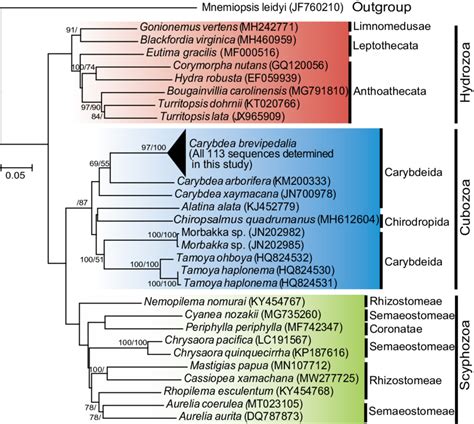 Maximum Likelihood And Bayesian Inference Phylogenetic Tree Showing