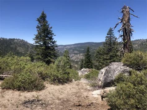 Best Forest Trails In Camp Connell Alltrails