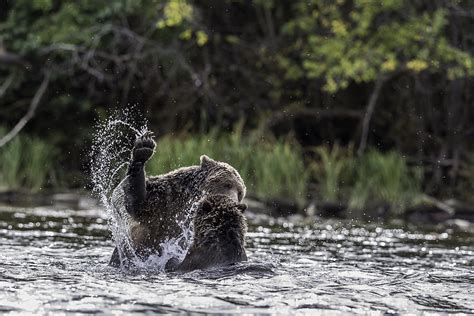 Grizzly Leassons Photograph By Tony Dathan Fine Art America