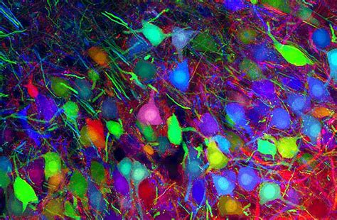 Neurogenesis And Circuit Development Institut De La Vision