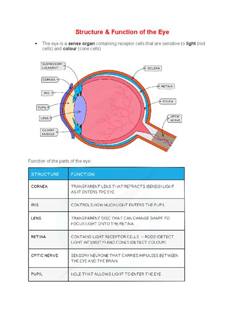 Ophthalmology Note At Wayne Loeffler Blog