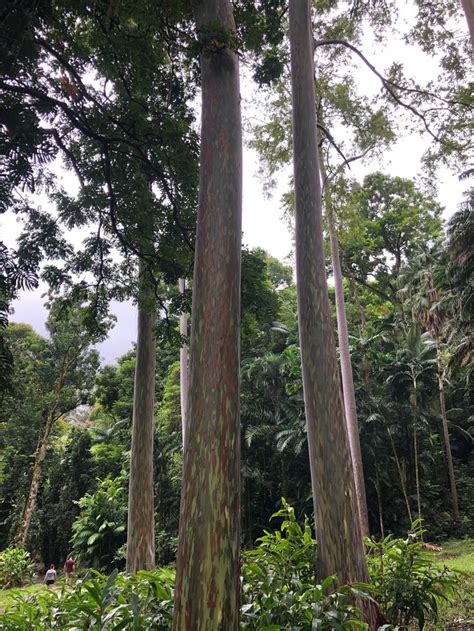 Pin By Peggy Tidwell On Maui Tree Maui Plants