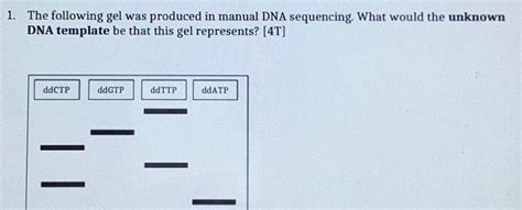 Answered 1 The Following Gel Was Produced In Manual Dna Sequencing