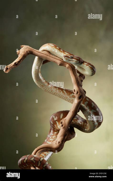 A Python Twists Its Body Around A Branch Displaying Its Sinuous Form