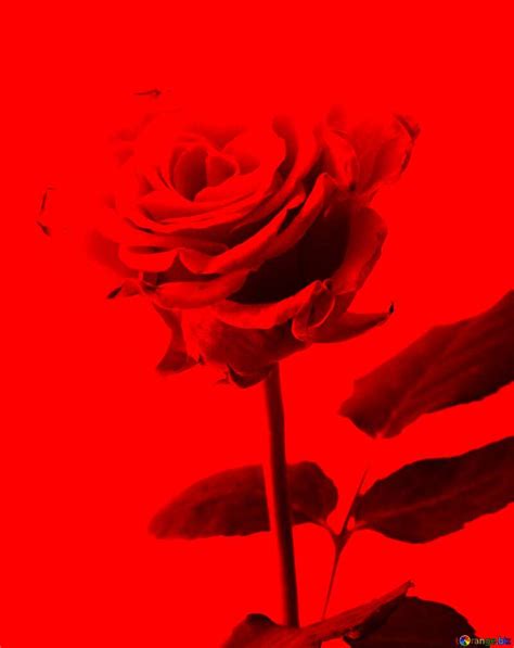 A Rose Dark Red Background Download Free Picture