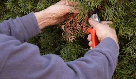 Your Complete Guide To Tree Trimming