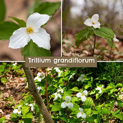 White Trillium A Flower Of The Eastern North American Woodlands