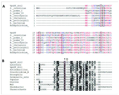 Sequence Alignments A Gst Sequences Using The Atypical Catalytic