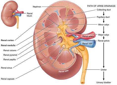 Glomerular Filtration Location Glomerular Filtration Rate Range And Formula
