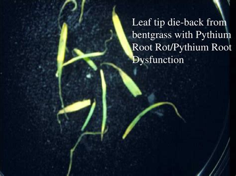 Ppt Pythium Root Rot Pythium Root Dysfunction Powerpoint Presentation Id 4865121