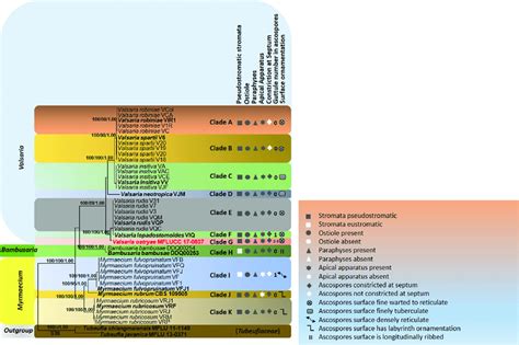Raxml Tree Based On Dna Sequence Analyses Of A Combined Dataset Of Lsu