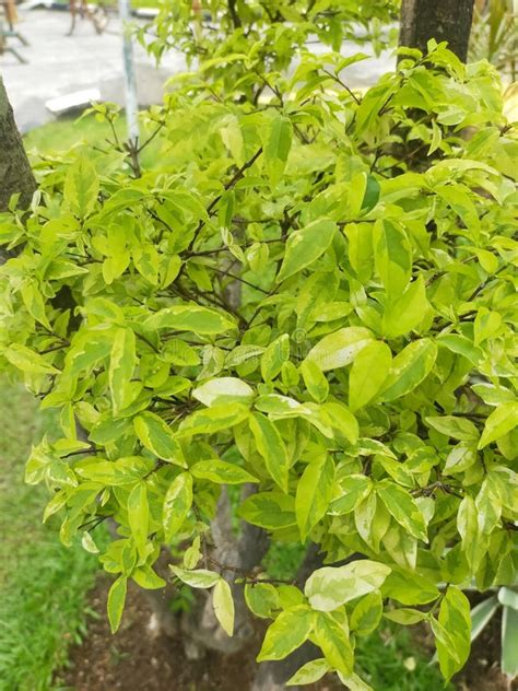 The Anting Putri Bonsai Tree Is An Ornamental Bonsai Plant That Comes From The Anting Putri Tree