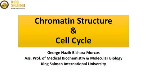 Solution 02 Chromatin Structure Cell Cycle 2 Studypool