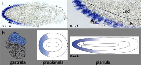 Spatial Expression Patterns Of Dpbra2 During Embryonic Development A