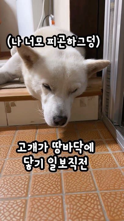 잠이 든 강아지를 서열1위 엄마가 부르면 생기는일 Youtube