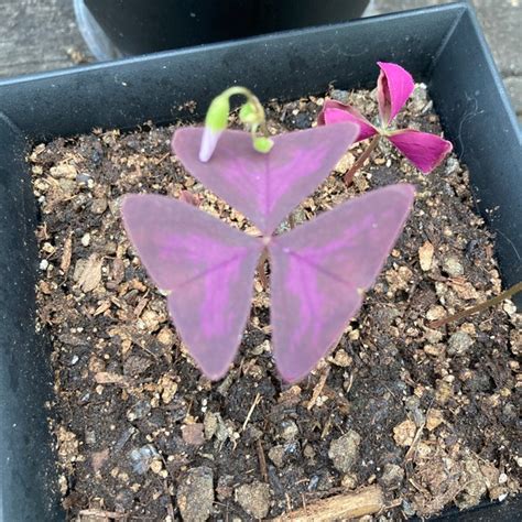 Ukigumo Japanese Maple Japanese Maple Bonsai 10 Seeds Etsy