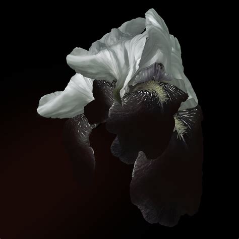 Fascinating Flower Portraits By Deborah Defranco Plain Magazine