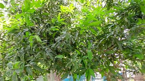 গ্রামের সবুজ গাছ পালা Youtube