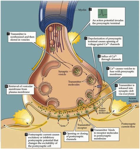 A Postsynaptic Cell Can Be A Neuron A Muscle