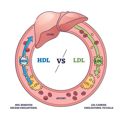 Cholesterol Hdl Cycle