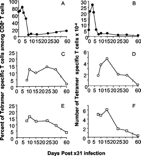 Sendai Virus Specific Memory Cells In The Lung Airways Increase In