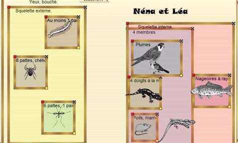 S Prit Du V De T Phyloboîte Pour Comprendre Le Principe De