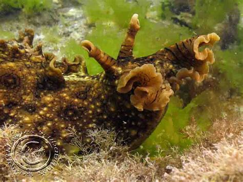 Sea Hares Howies Scuba