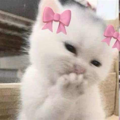 Pin By للم On Pins By You In 2024 Cute Cat Kittens Cutest Cat Memes