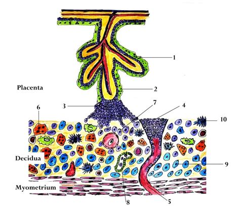Clinical And Experimental Obstetrics And Gynecology On Linkedin Early Prediction Of Placenta