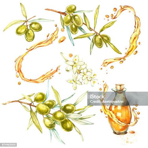익은 녹색 올리브의 분기는 달콤한 기름 부 어 설정 합니다 방울 그리고 올리브 기름 많아요입니다 수채화 물감 그리고 식물 그림을 흰색 배경에 고립입니다 0명에 대한 스톡
