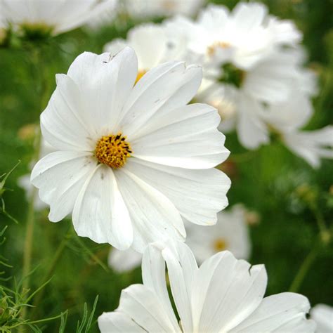 Burpee Queen Annes Lace Ammi Majus Seeds 500 Seeds