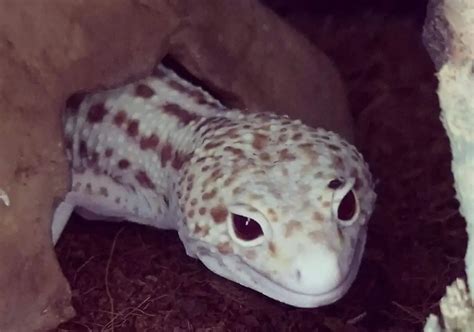Radar Leopard Gecko Morph A Guide To Their Stunning Features