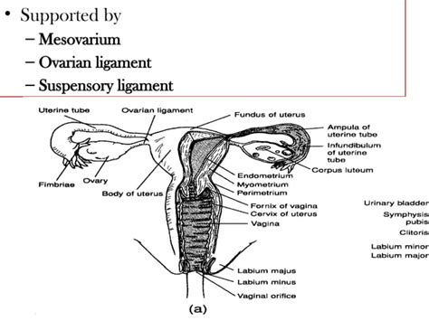 Reproductive System Ppt Pptxmmmmmmmmmmmmmmmmmmmmm Ppt