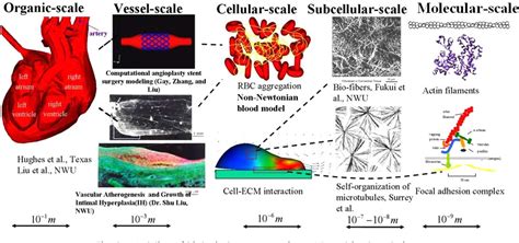 Figure 1 From Immersed Finite Element Method And Its Applications To