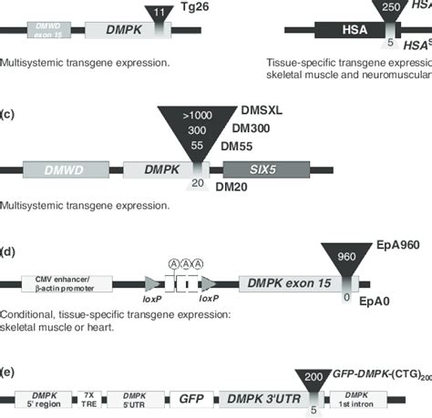 Schematic Representation Of Cug Expressing Transgene Constructs