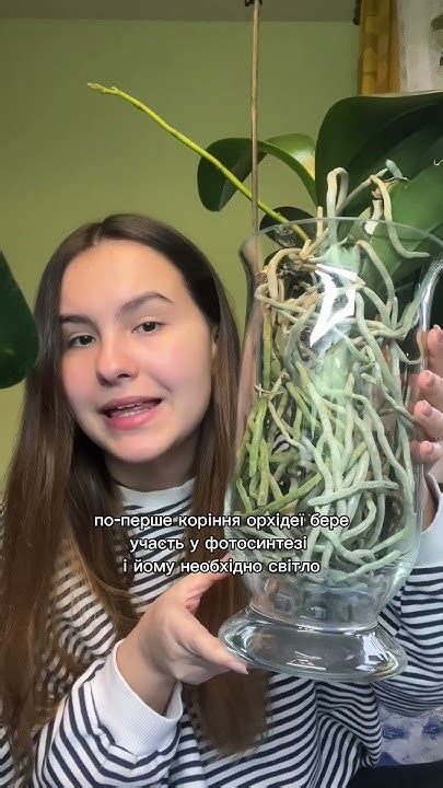 у чому у вас ростуть орхідеї орхідеї орхідея Youtube