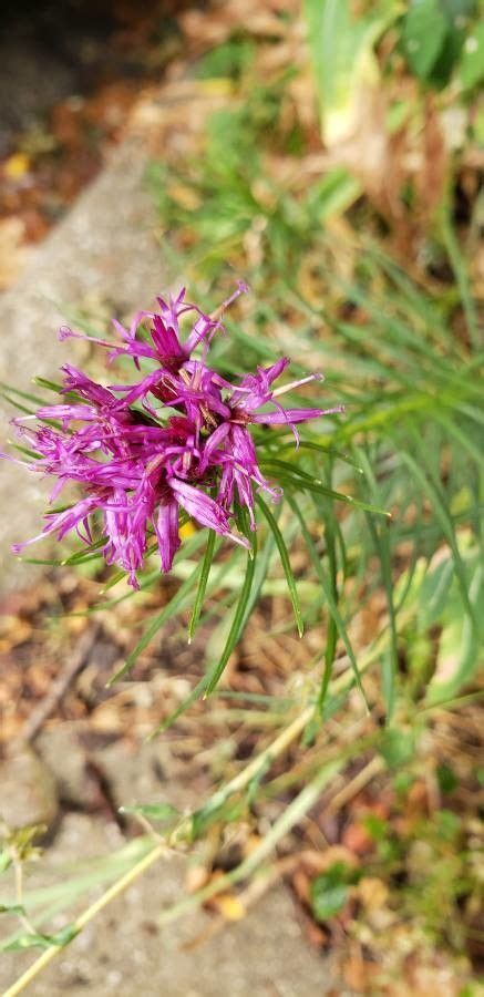 How To Grow Liatris Punctata Earthone