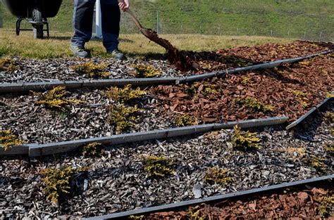 차에서 삽으로 뿌리 덮개 껍질을 펼치고 정원사들이 경사면에 장식용 꽃침대와 관목을 뿌리 덮개로 뿌리덮개로 배달합니다 새로운