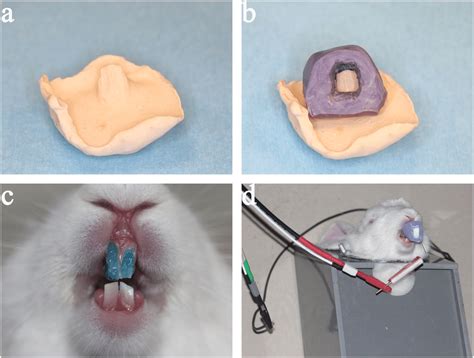 Electrophoresis Aided Cpp Acp Remineralisation System On Acid Etched Download Scientific