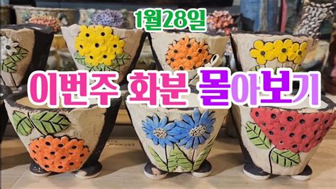1월28일 이번주화분 몰아보기 꽃담다육스토리예쁜화분화분싸게파는곳다육식물多肉植物succulents다육이꽃담화분다육화분꽃담다육스토리화분 Youtube