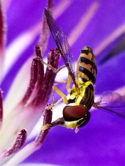 Wee Bee R Eyebleach