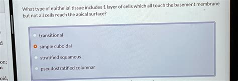 What Type Of Epithelial Tissue Includes 1 Layer Of Cells Which All Touch The Basement Membrane