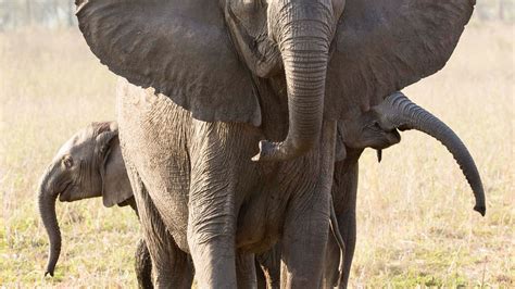 Elephant Adaptations